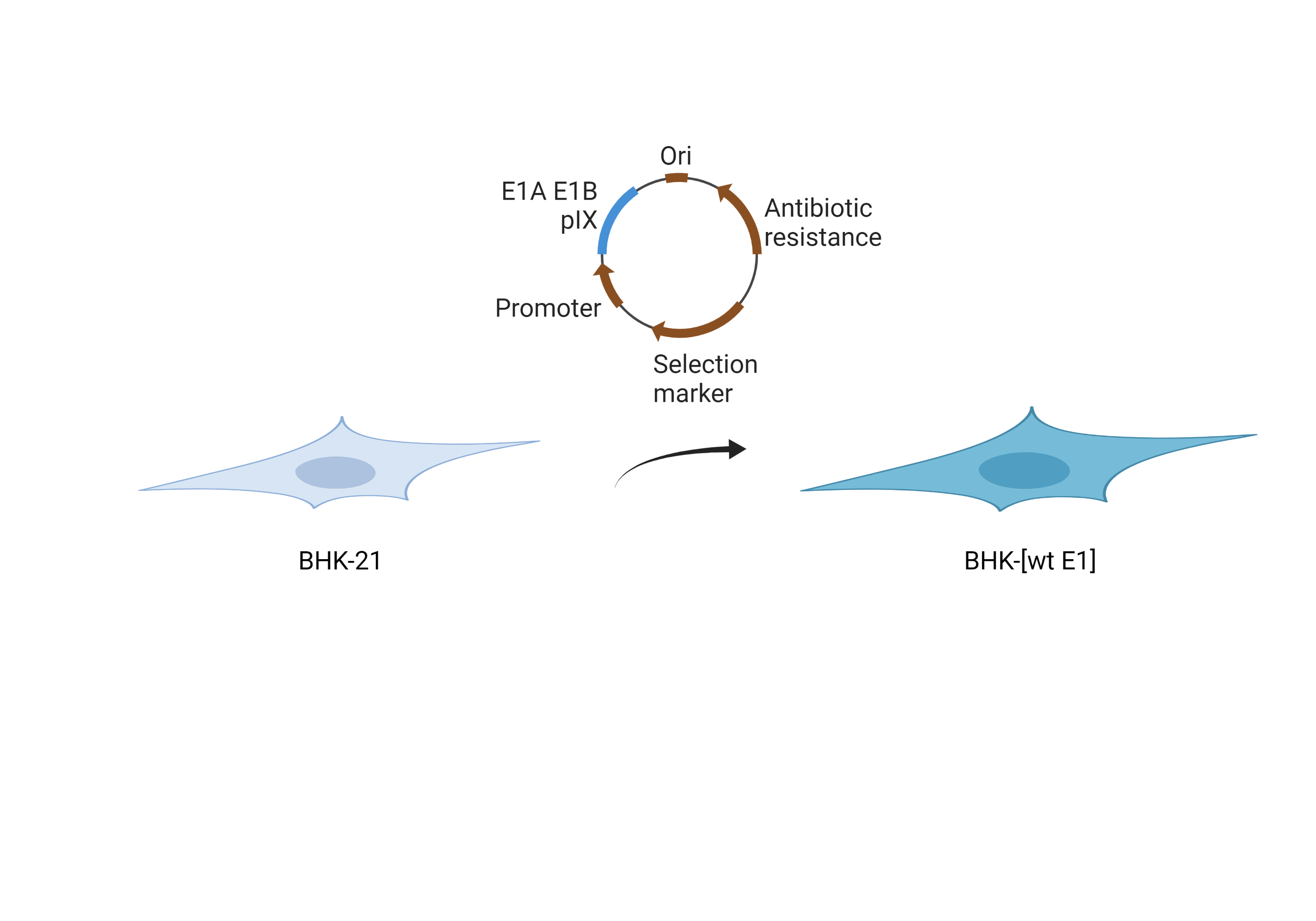 AE1-BHK cell line : Agathos Biologics