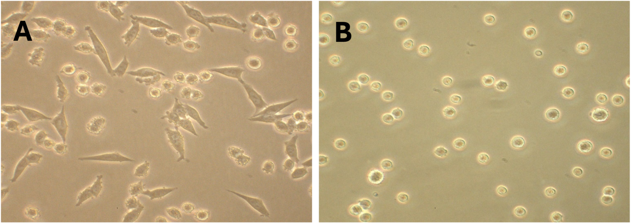 Agathos Biologics to present data on AE1-BHK cell line for viral vector ...
